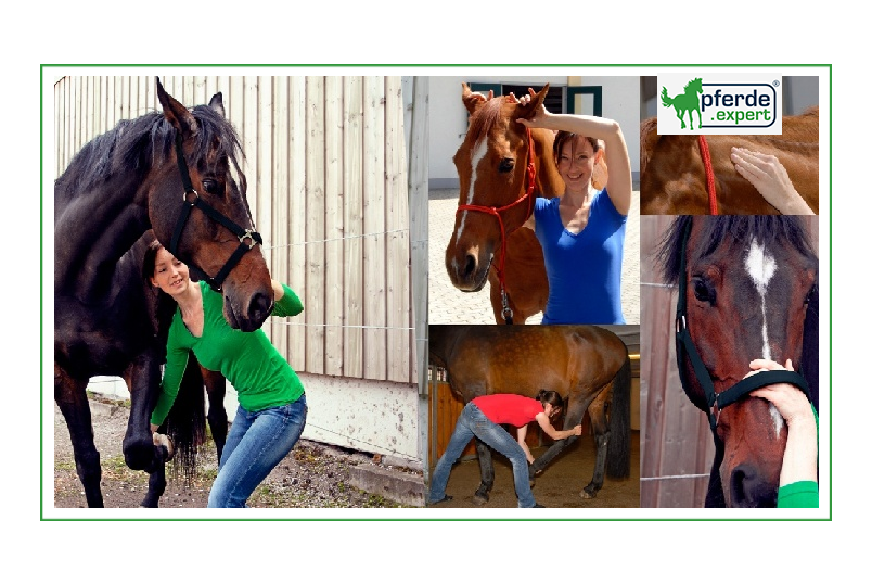 Pferde | Physio | Therapie Anne Cavar | pferde.expert